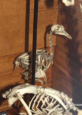 The Circus "NO SPIN ZONE": Passenger Pigeon skeleton (extinct)--Norwich ...