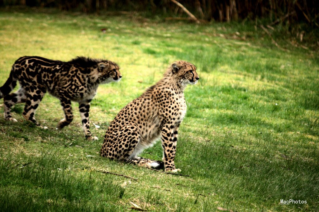 The Circus "NO SPIN ZONE": King Cheetah--Taronga Western Plains Zoo