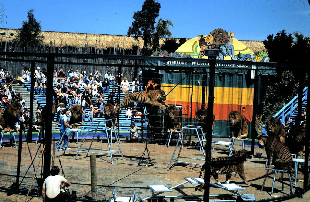 The Circus "NO SPIN ZONE": Ron Whitfield--Marine World Africa USA 1979