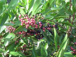 Medicinal Plants of Srilanka: Baludan