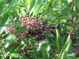 Medicinal Plants of Srilanka: Baludan