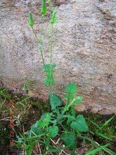 Medicinal Plants of Srilanka: Kadupahara