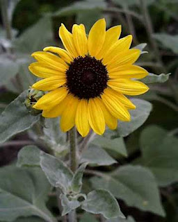 Medicinal Plants of Srilanka: Suriyakantha