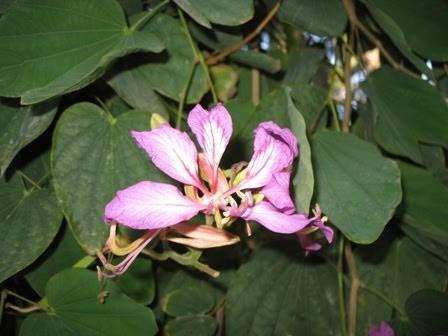 Medicinal Plants of Srilanka: Koboneela