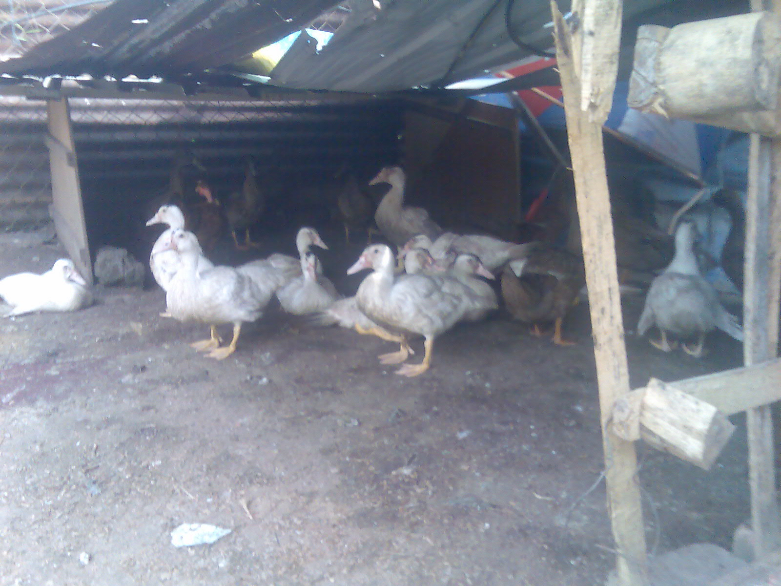 Indahnya Iman jika kita memilih yang WAJIB: Itik Daging