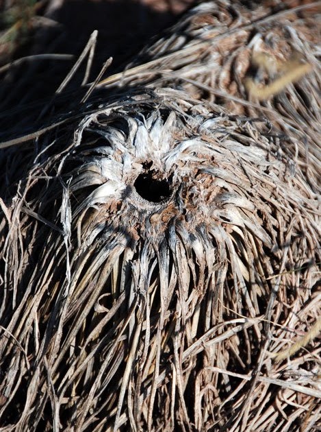 Vert: Scary Plants--A Halloween Post