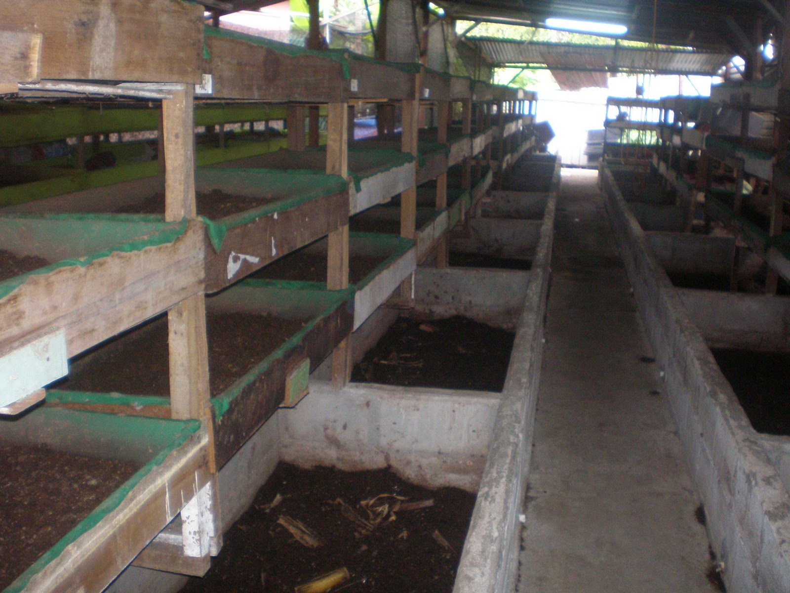 BIGZAIMA PEMBEKAL PRODUK PERTANIAN DAN TERNAKAN: TERNAKAN CACING