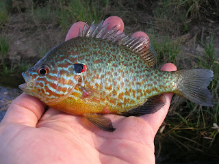 GERENA VIVA: PERCASOL