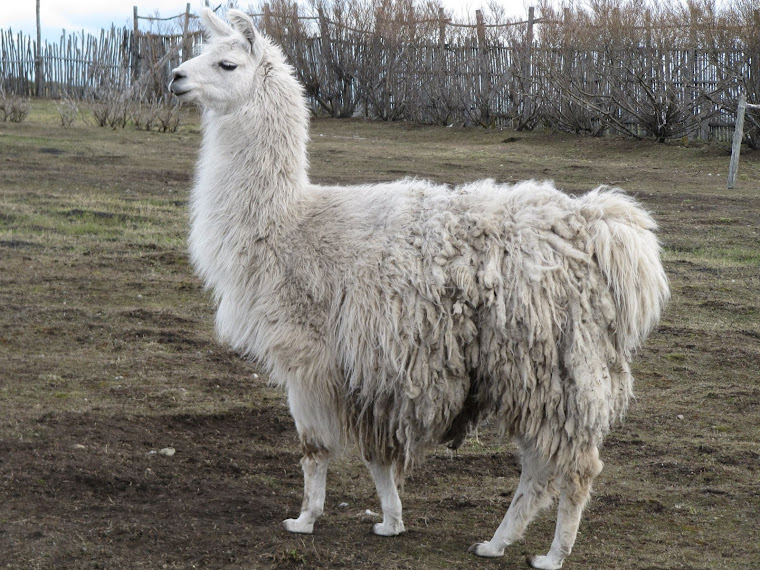 Mi Patagonia Austral: 09/09/10