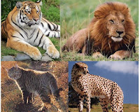 BELAJAR BIOLOGI DARI BONTANG: Keanekaragaman Hayati