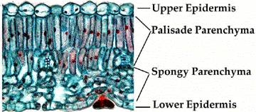 BELAJAR BIOLOGI DARI BONTANG: STRUKTUR TUMBUHAN