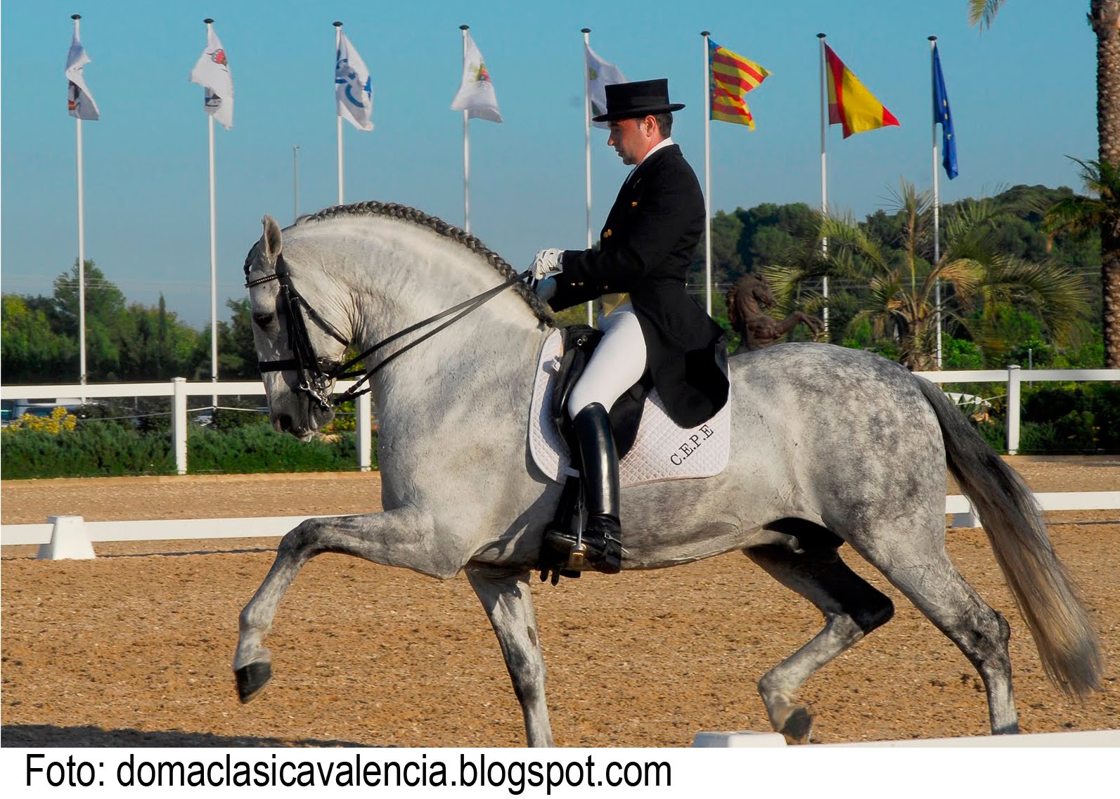 Fotos De Caballos Españoles De Pura Raza