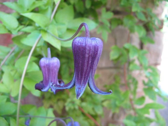 ROCK ROSE: NATIVE CLEMATIS OF TEXAS