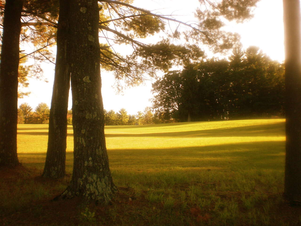 JMajik12: Pretty Field