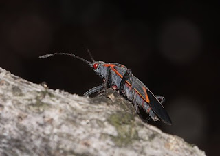 Kill Bugs: Boxelder (Maple) Bugs
