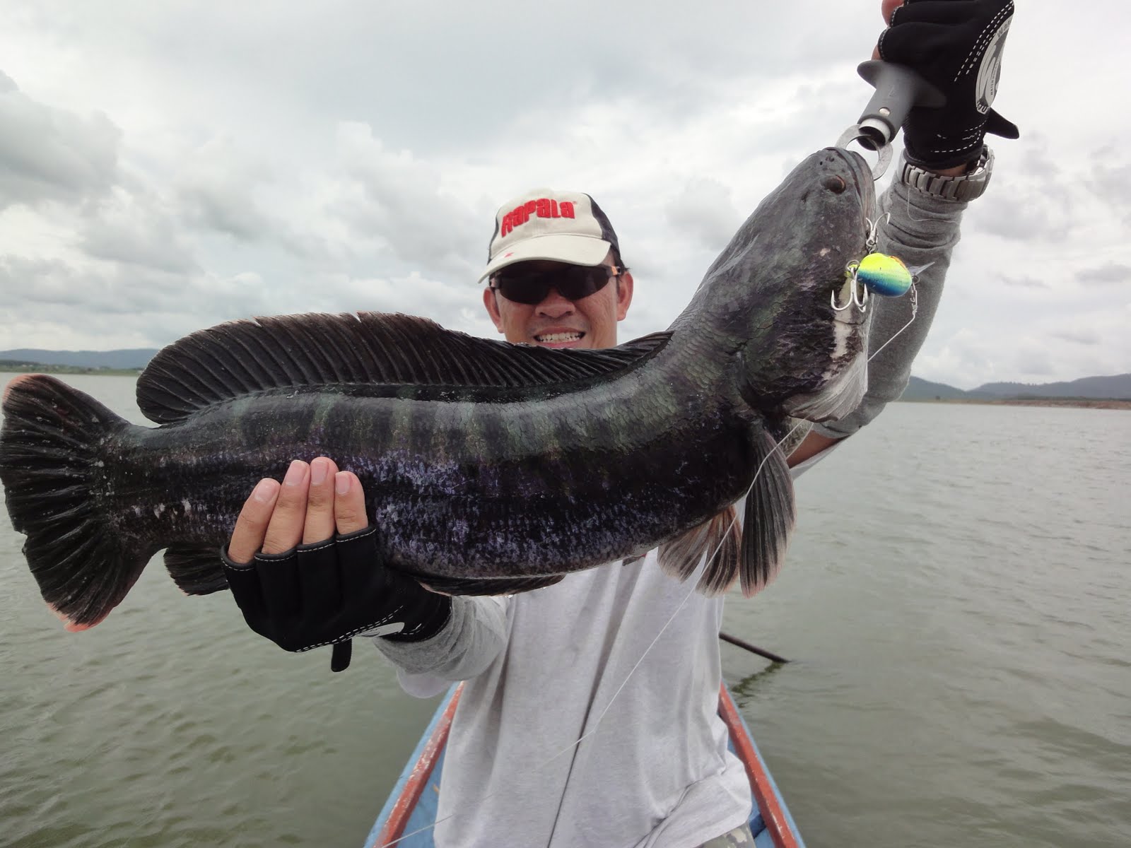 Thailand Giant Snakehead (Toman) And Wild Fishing.: My Toman !!! My Way ...