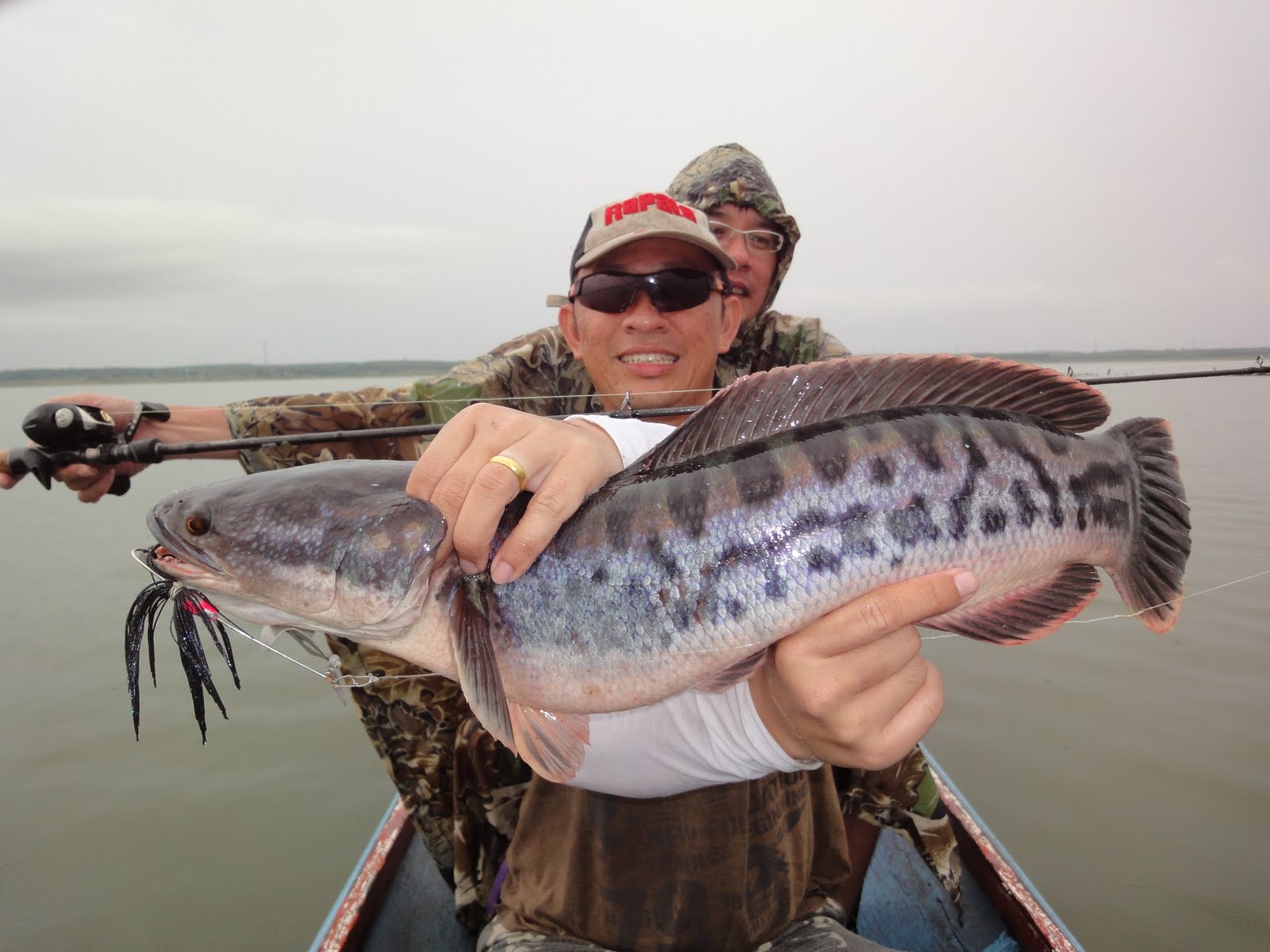 Thailand Giant Snakehead (Toman) And Wild Fishing.: Toman!!! Toman ...