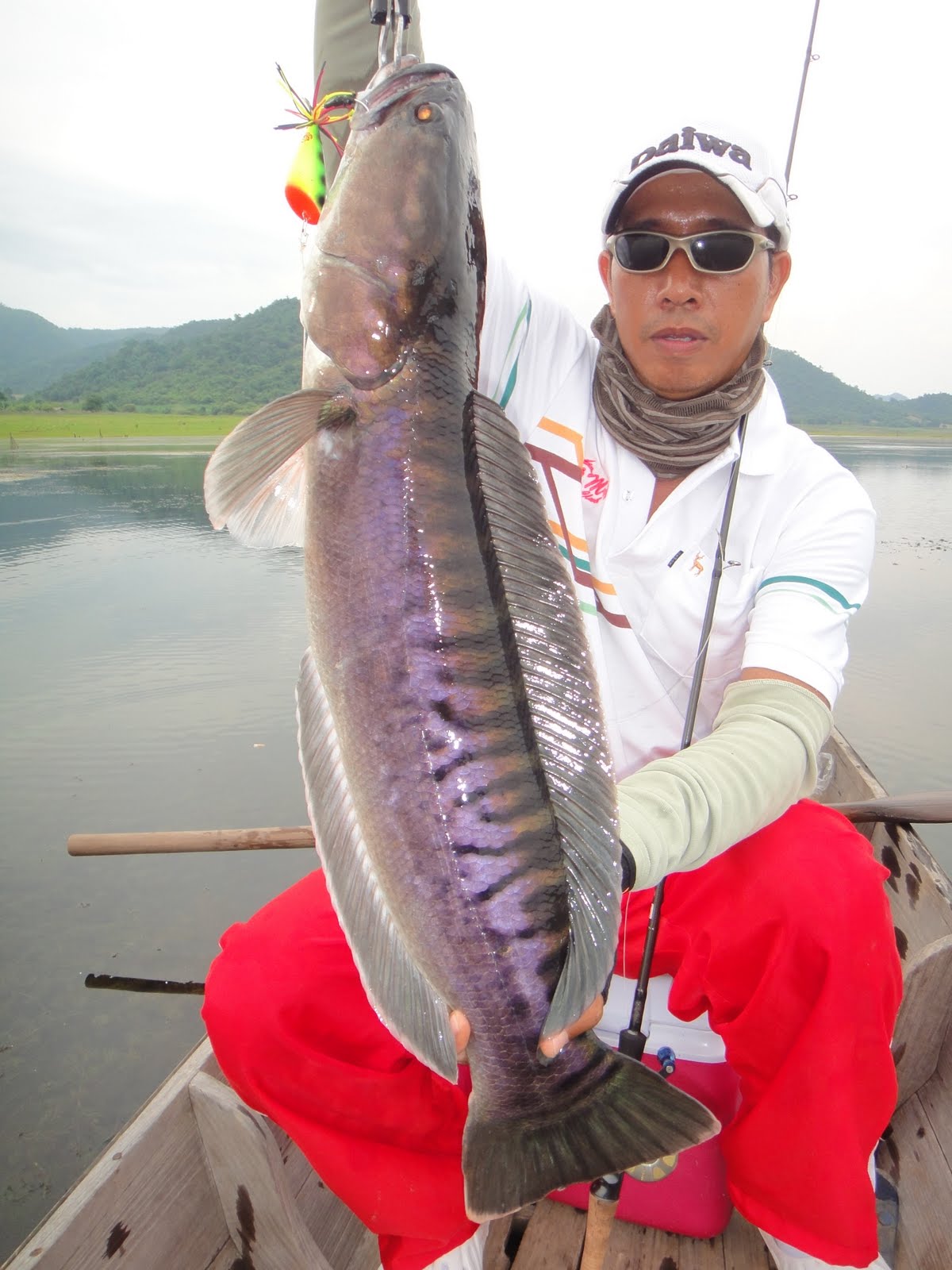Thailand Giant Snakehead (Toman) And Wild Fishing.: Giant Snakehead ...