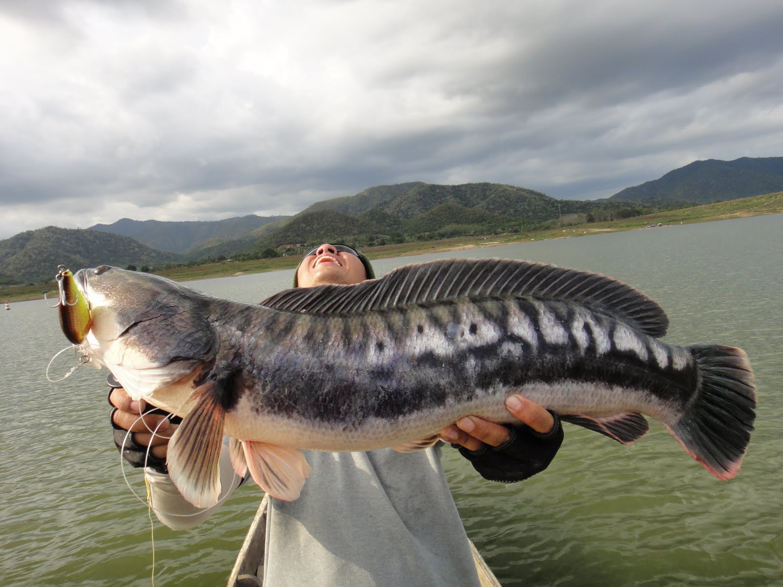 Thailand Giant Snakehead (Toman) And Wild Fishing.: Wild !! Wild ...