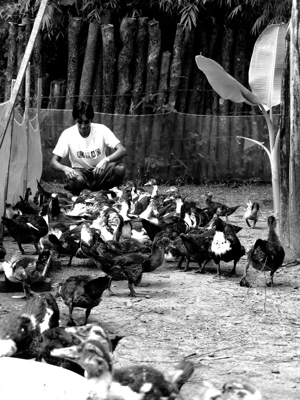 PENTERNAK JUTAWAN: Penternakan Itik