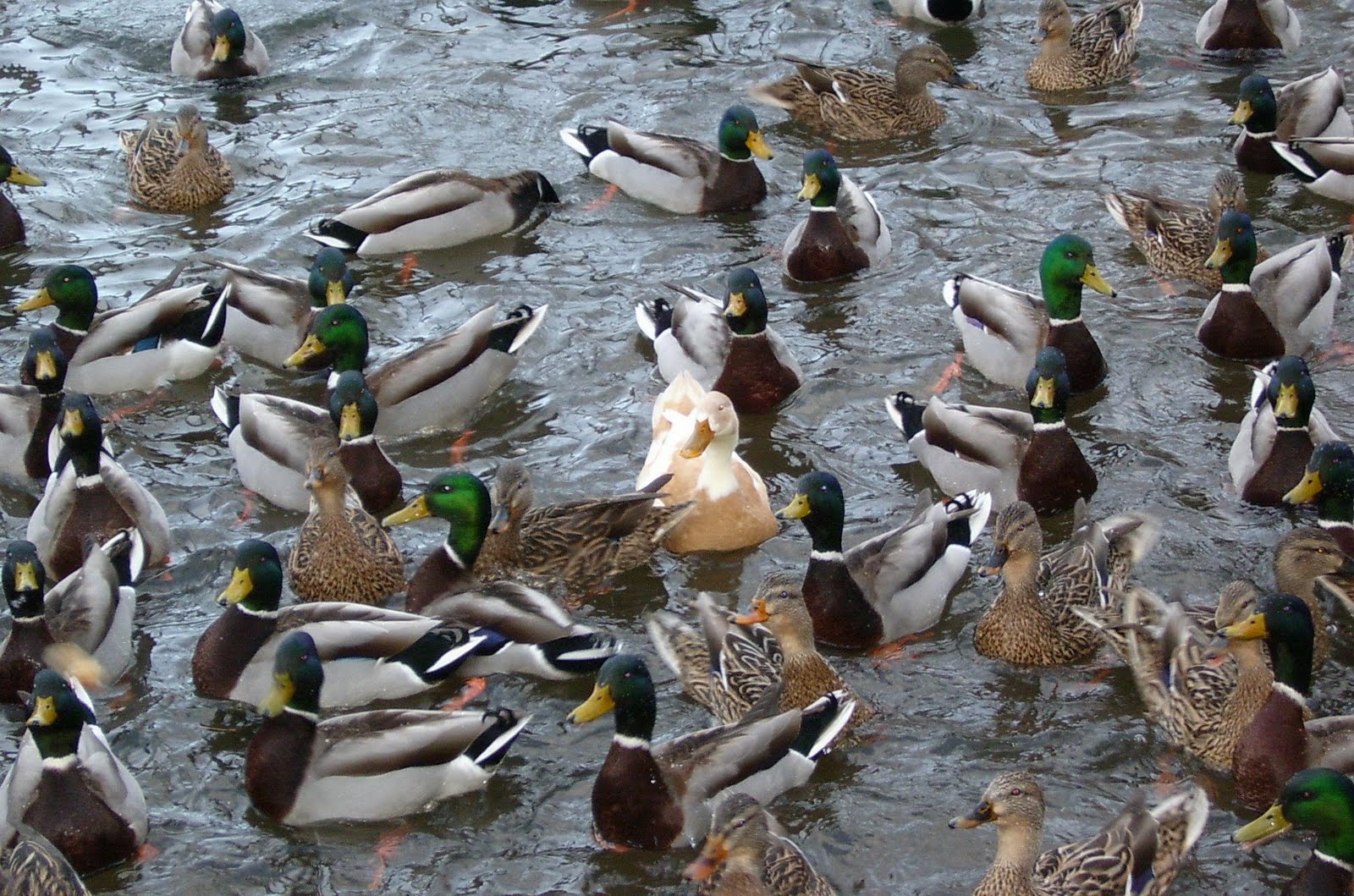 PENTERNAK JUTAWAN: Penternakan Itik