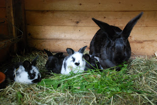 Wie Paul und Pauline: Zwei Hasen haben sich ver(sex) facht