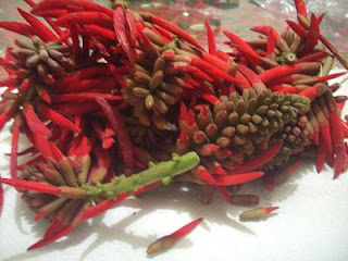 "Pichocos" | Planeta de Rosas