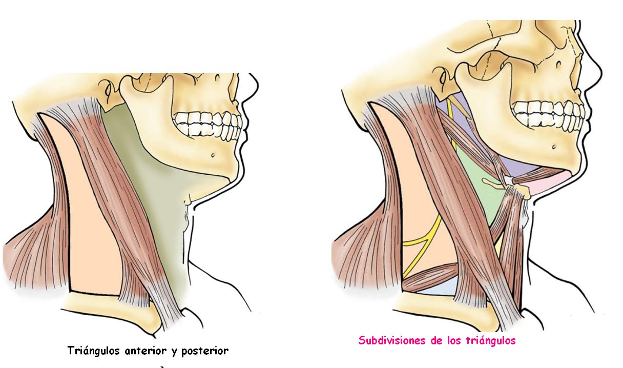 Anatomía UNAM: Triángulos del Cuello
