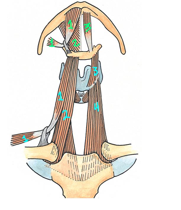 Anatomía UNAM: Músculos de la región anterior ( HIOIDES)