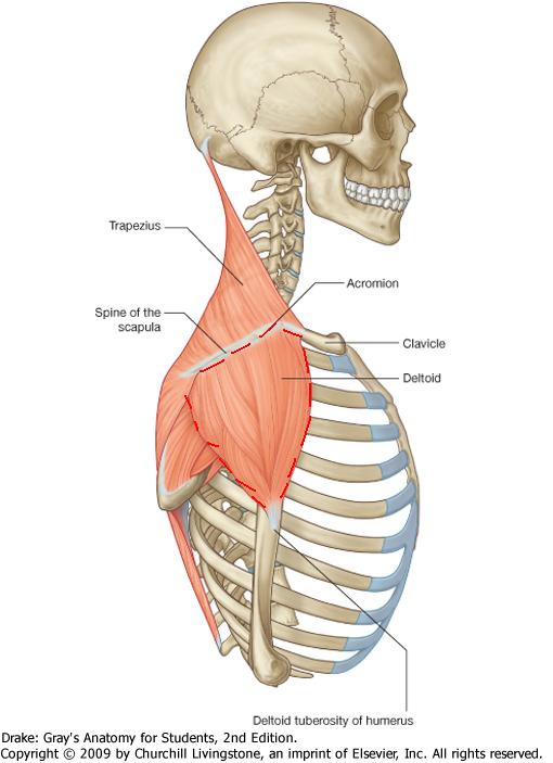 Anatomía UNAM: MÚSCULO DELTOIDES