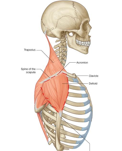 Anatomía UNAM: MÚSCULO DELTOIDES