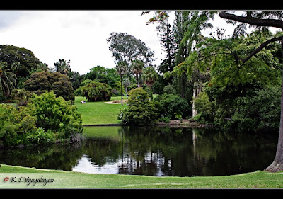 Clicking Moments: Birding at Royal Botanic Gardens, Melbourne