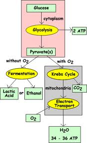 AP Bio Blog: Chapter 6 - How Cells Harvest Energy