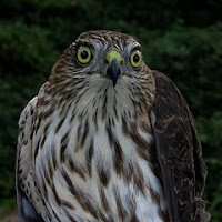 Dendroica: How Raptor Talons Fit Their Prey