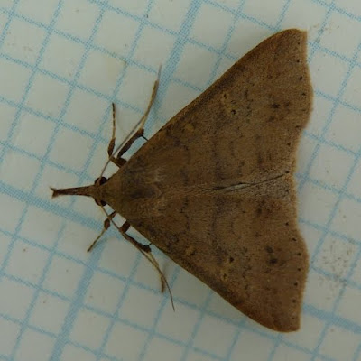 Dendroica: More June Moths