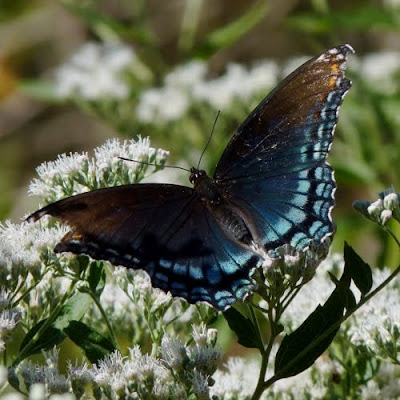 Dendroica: Butterflies from Cheesequake