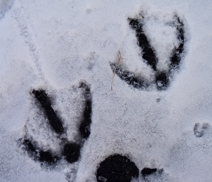 A DC Birding Blog: Goose Footprints