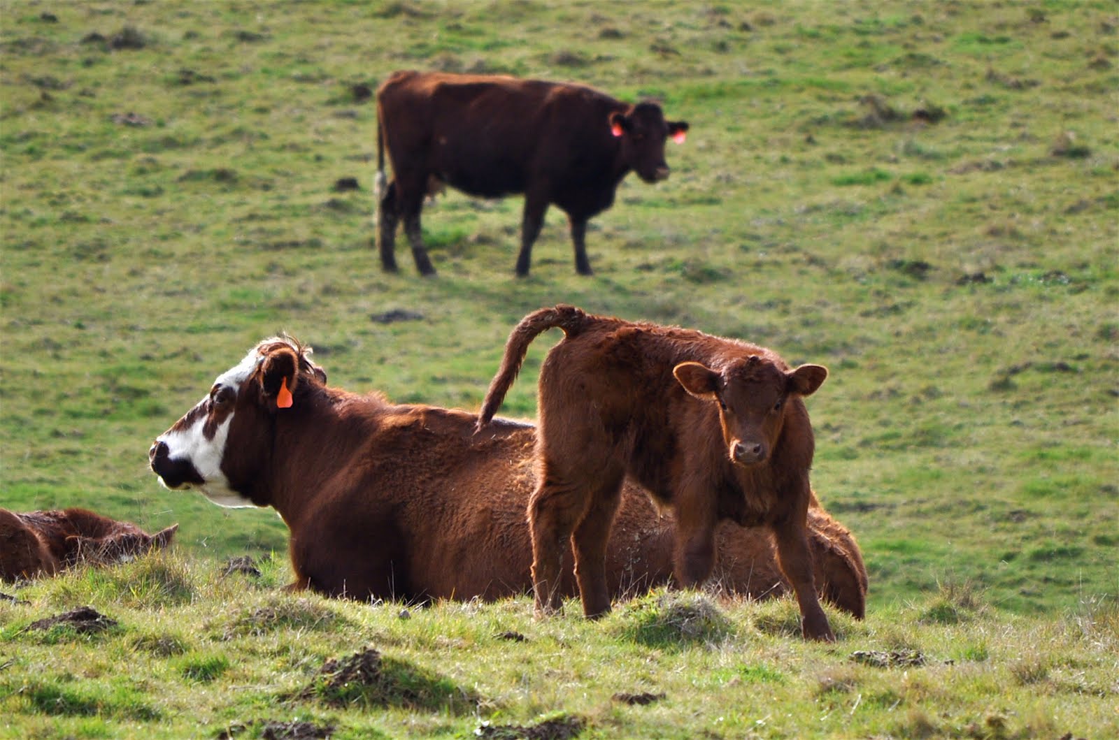 LuAnn Kessi: Cows & Calves...