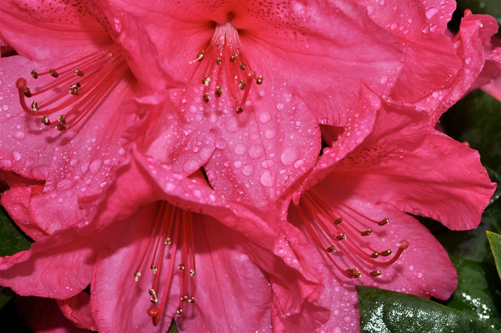 LuAnn Kessi: Round'em Up.....