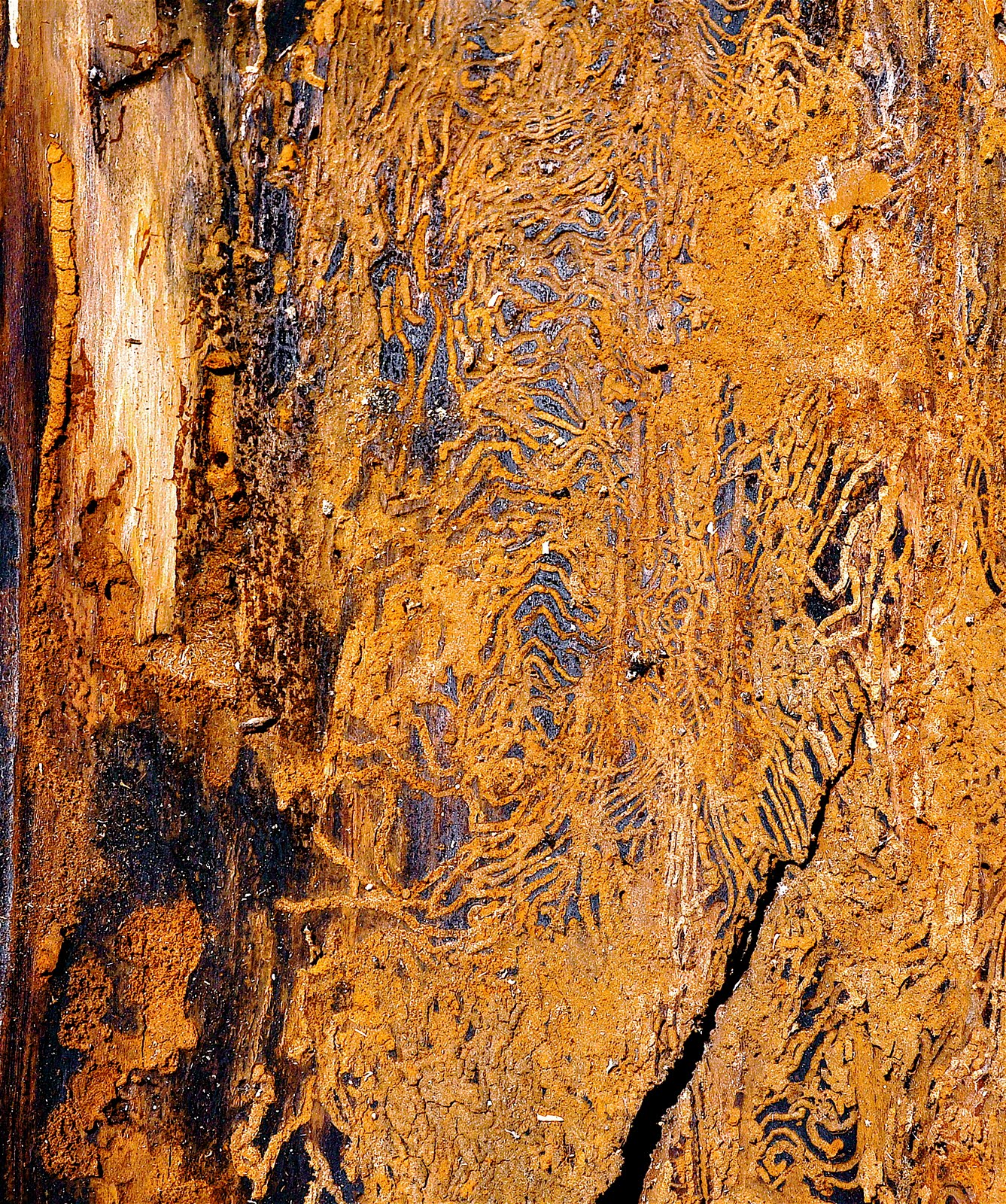 LuAnn Kessi: Wood Bark......for Printing on Fabric?