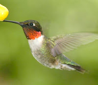 Facts about ruby-throated hummingbirds | Facts About All