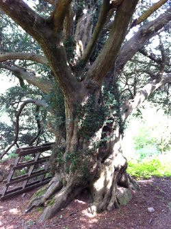Medieval Castle Blog: A Medieval Yew Tree