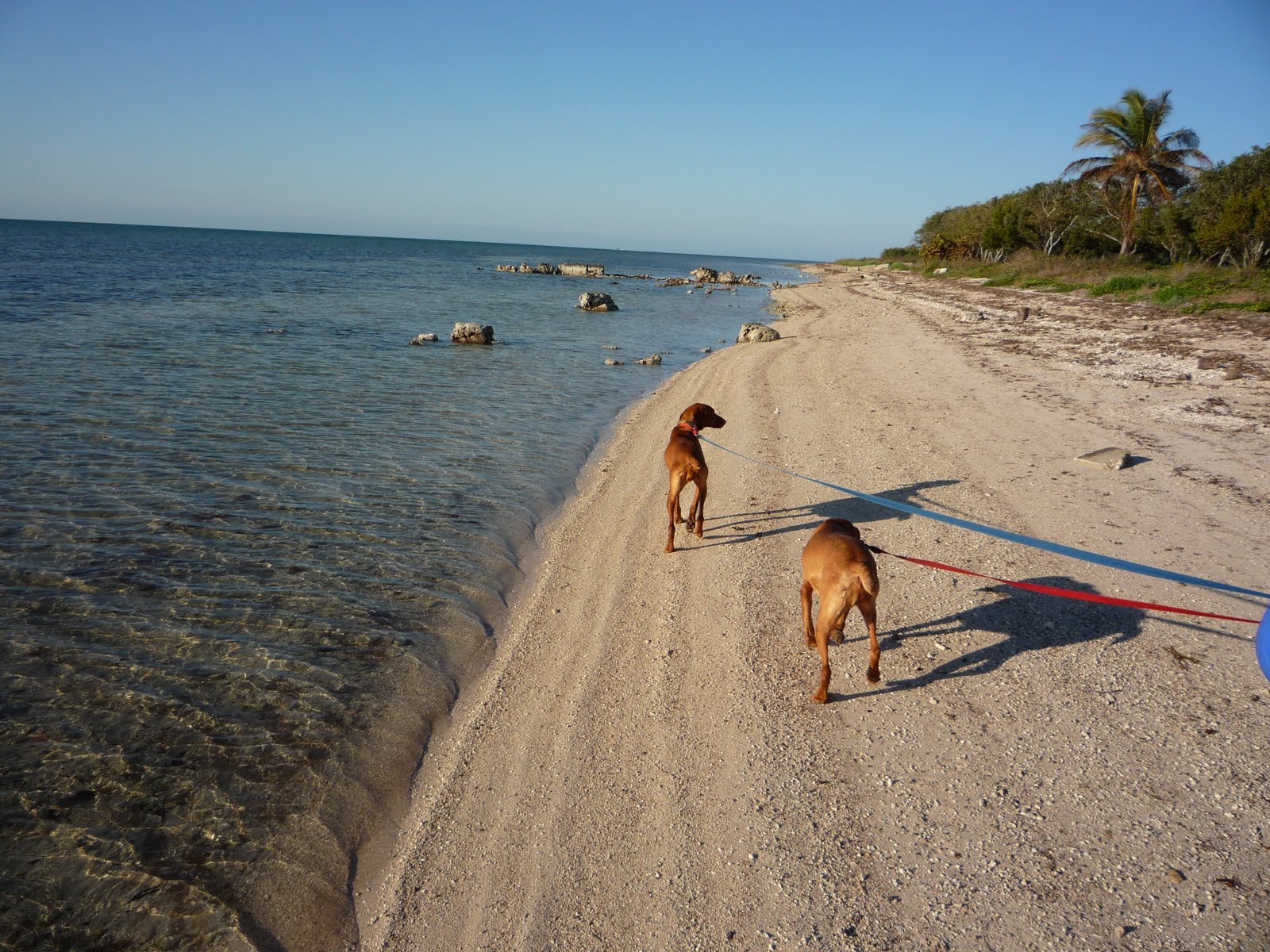 Zuzu and Tootie's Journey: Boca Chica Dog Beach