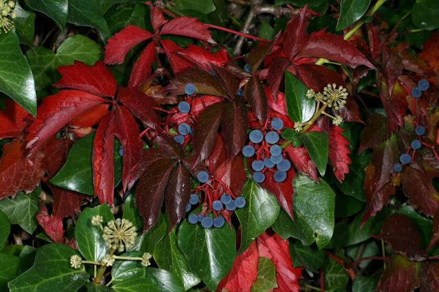 Las plantas de mi jardín