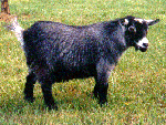 Goat Information: Pygmy VS Nigerian Dwarf