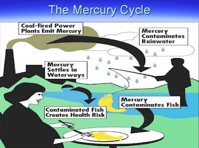 Mercury Contamination