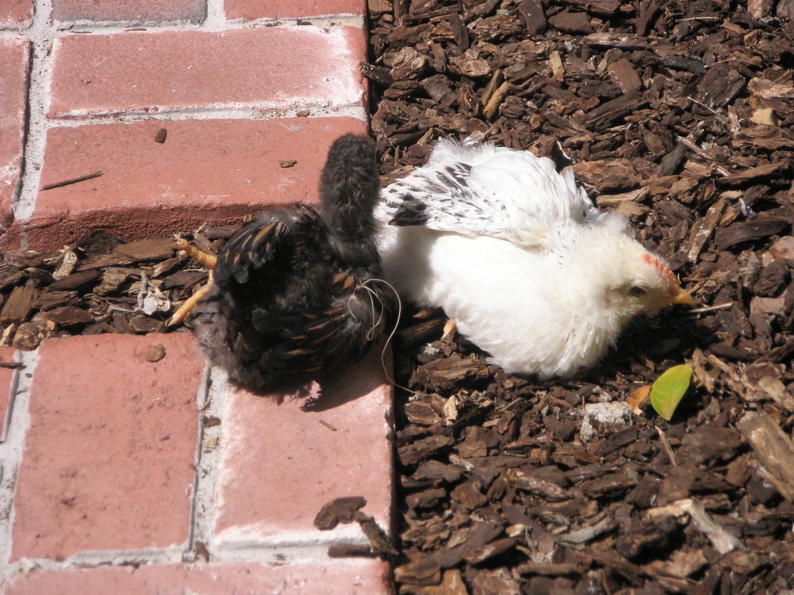 Yarnhog: How Chickens Nap