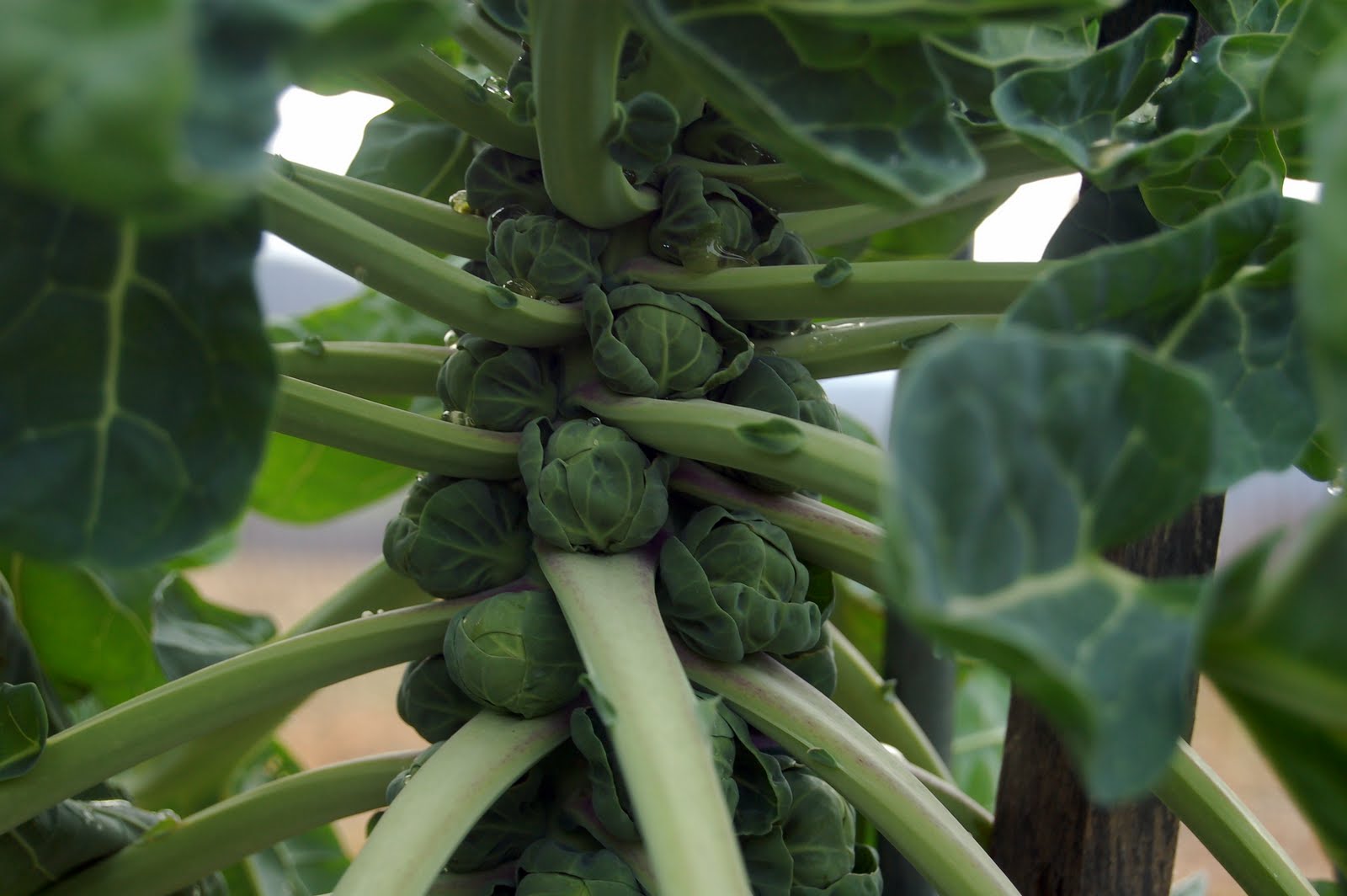 Pan Seared Brussel Sprouts - Souffle Bombay