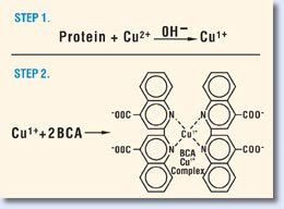 TECAN 阿暉仔-: BCA Protein Assay 蛋白質定量