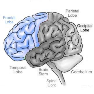 Stressed?: Forebrain